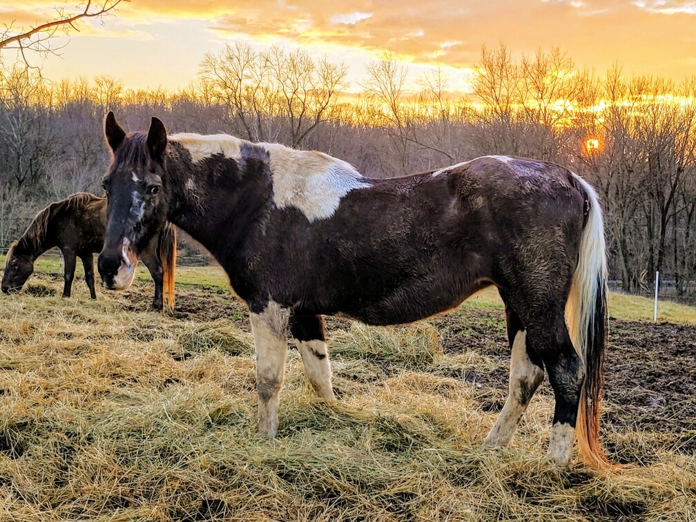 Welcome, Molly! - Amity Farm Batik